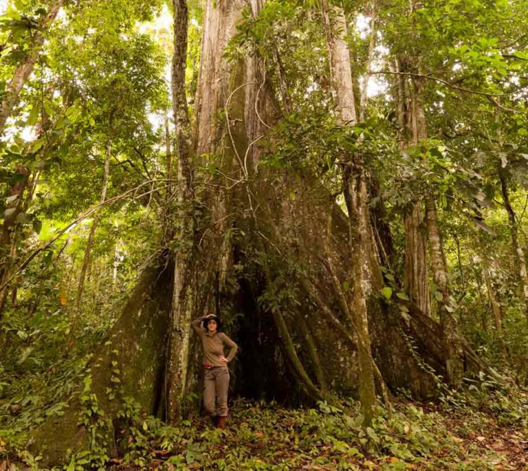 Kapokfaser – bei Veganer und Allergiker besonders beliebt