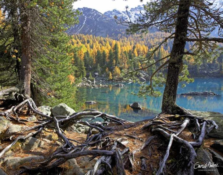 Die Arve/Zirbe – alles Wissenswerte vom Baum bis zum Holz