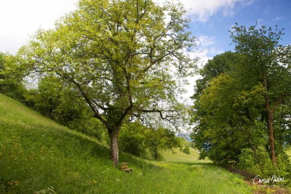 Der Nussbaum – alles Wissenswerte vom Baum bis zum Holz