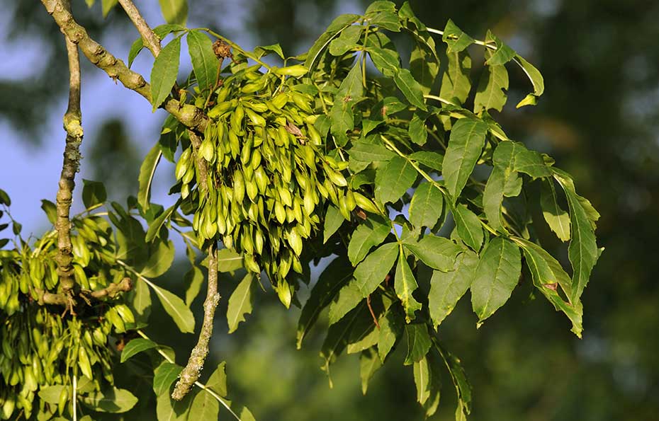 Die Esche – alles Wissenswerte vom Baum bis zum Holz