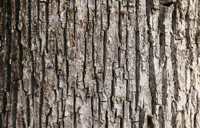 Die Esche – alles Wissenswerte vom Baum bis zum Holz