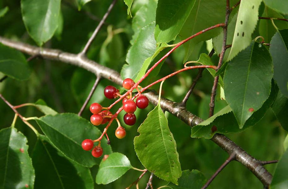 Der Kirschbaum – alles Wissenswerte vom Baum bis zum Holz