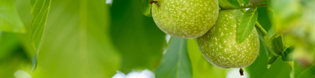 Der Nussbaum – alles Wissenswerte vom Baum bis zum Holz