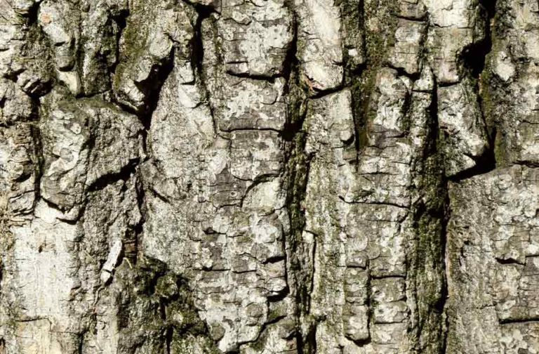 Der Nussbaum – alles Wissenswerte vom Baum bis zum Holz