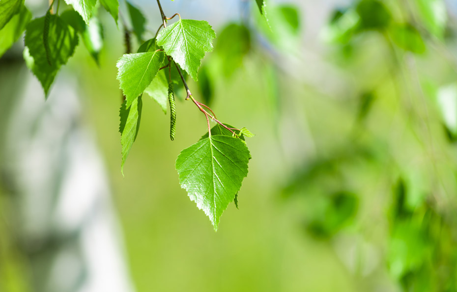 Die Birke – alles Wissenswerte vom Baum bis zum Holz