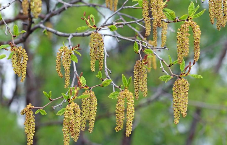 Die Erle – alles Wissenswerte vom Baum bis zum Holz