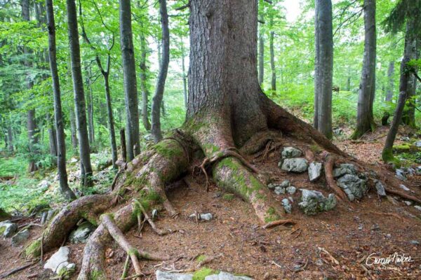 Die Fichte – alles Wissenswerte vom Baum bis zum Holz