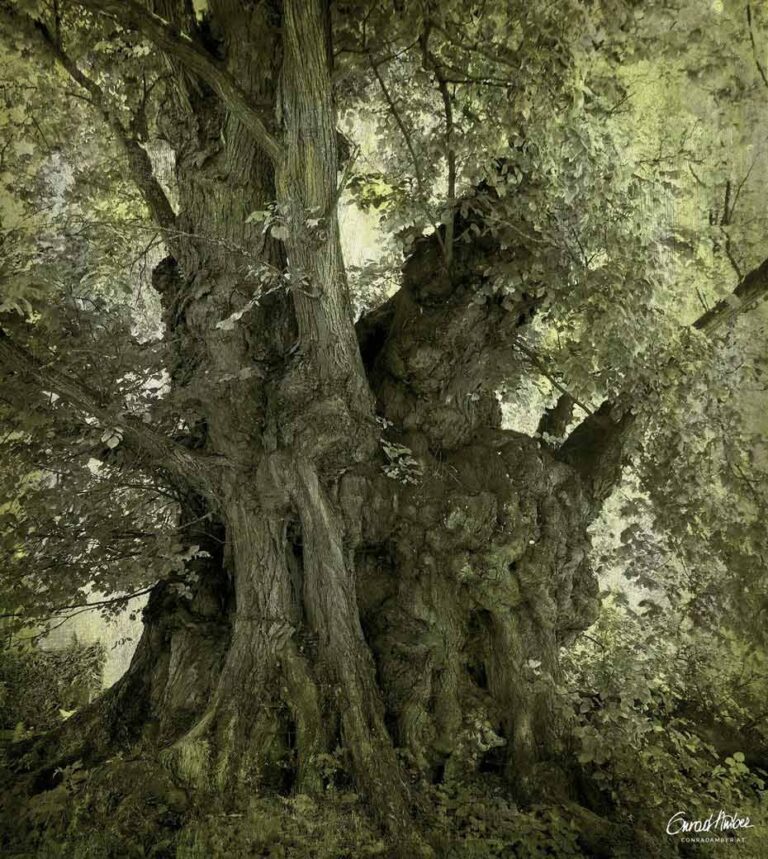 Die Ulme – alles Wissenswerte vom Baum bis zum Holz