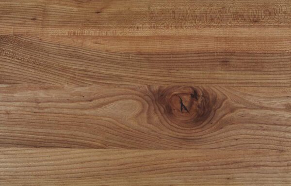 Die Ulme – alles Wissenswerte vom Baum bis zum Holz