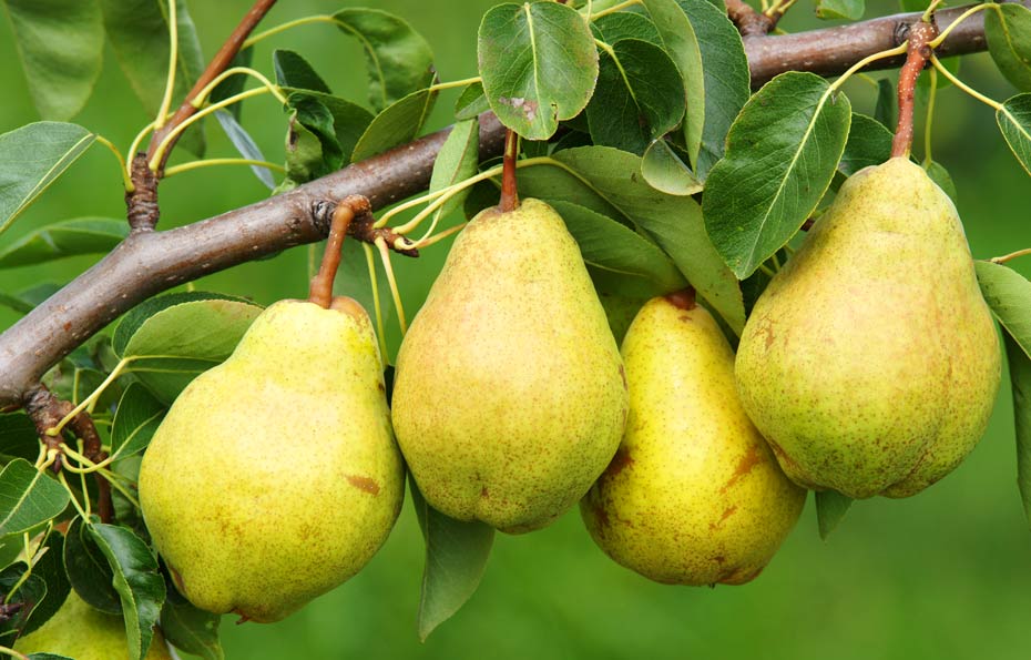 Der Birnbaum – alles Wissenswerte vom Baum bis zum Holz