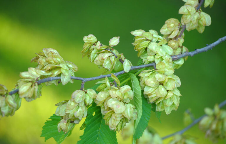 Die Ulme – alles Wissenswerte vom Baum bis zum Holz