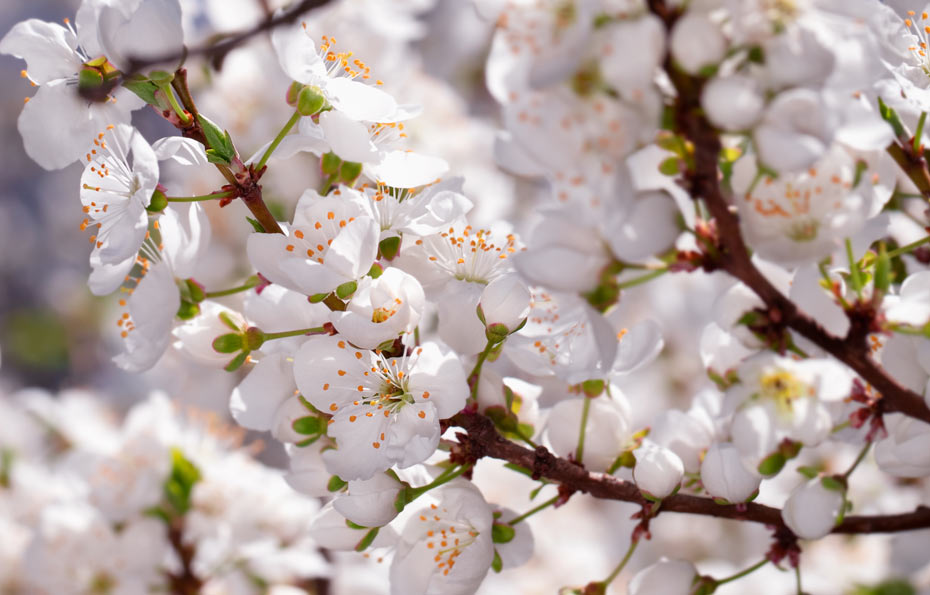 Der Zwetschgenbaum – alles Wissenswerte vom Baum bis zum Holz