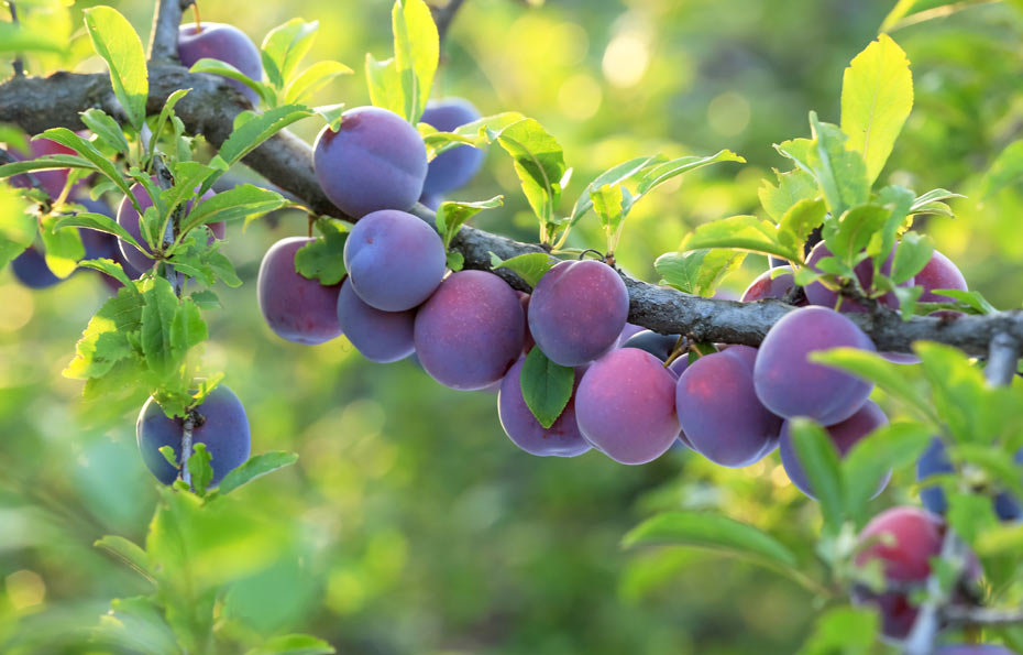 Der Zwetschgenbaum – alles Wissenswerte vom Baum bis zum Holz