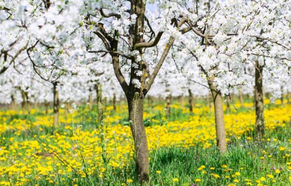 Der Zwetschgenbaum – alles Wissenswerte vom Baum bis zum Holz