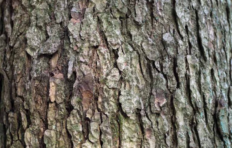 Die Tanne/Weisstanne – Wissenswertes vom Baum bis zum Holz